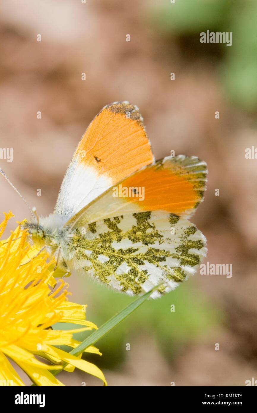 Male female butterfly hi-res stock photography and images - Alamy