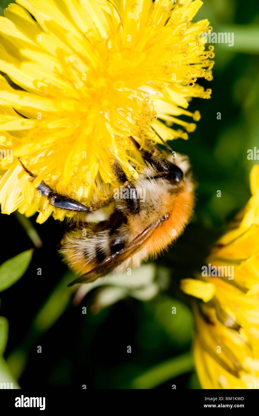 Shetland Bumblebee, Bombus muscorum, Large Carder Bee Stock Photo - Alamy