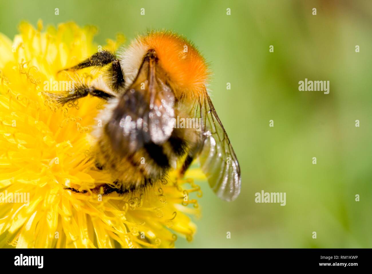 Shetland bumblebee hi-res stock photography and images - Alamy