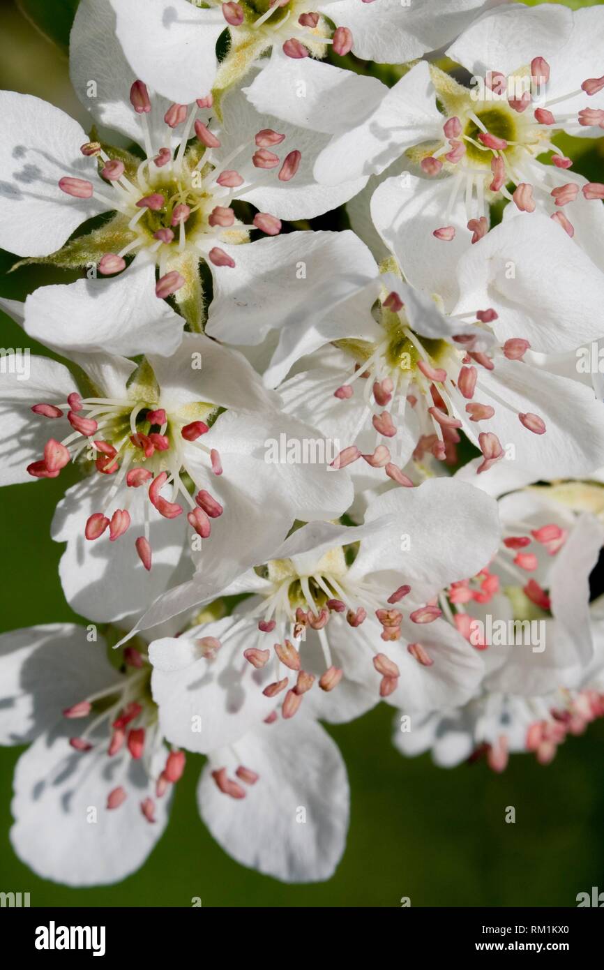 Smooth Hawthorn Crataegus Laevigata High Resolution Stock Photography ...
