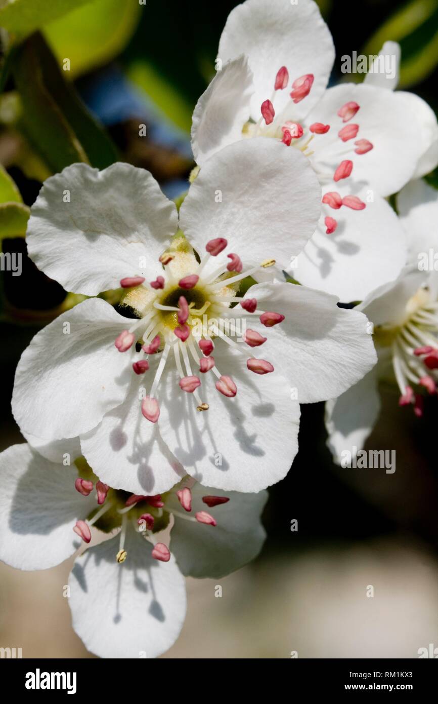 Crataegus Laevigata Stock Photos & Crataegus Laevigata Stock Images - Alamy