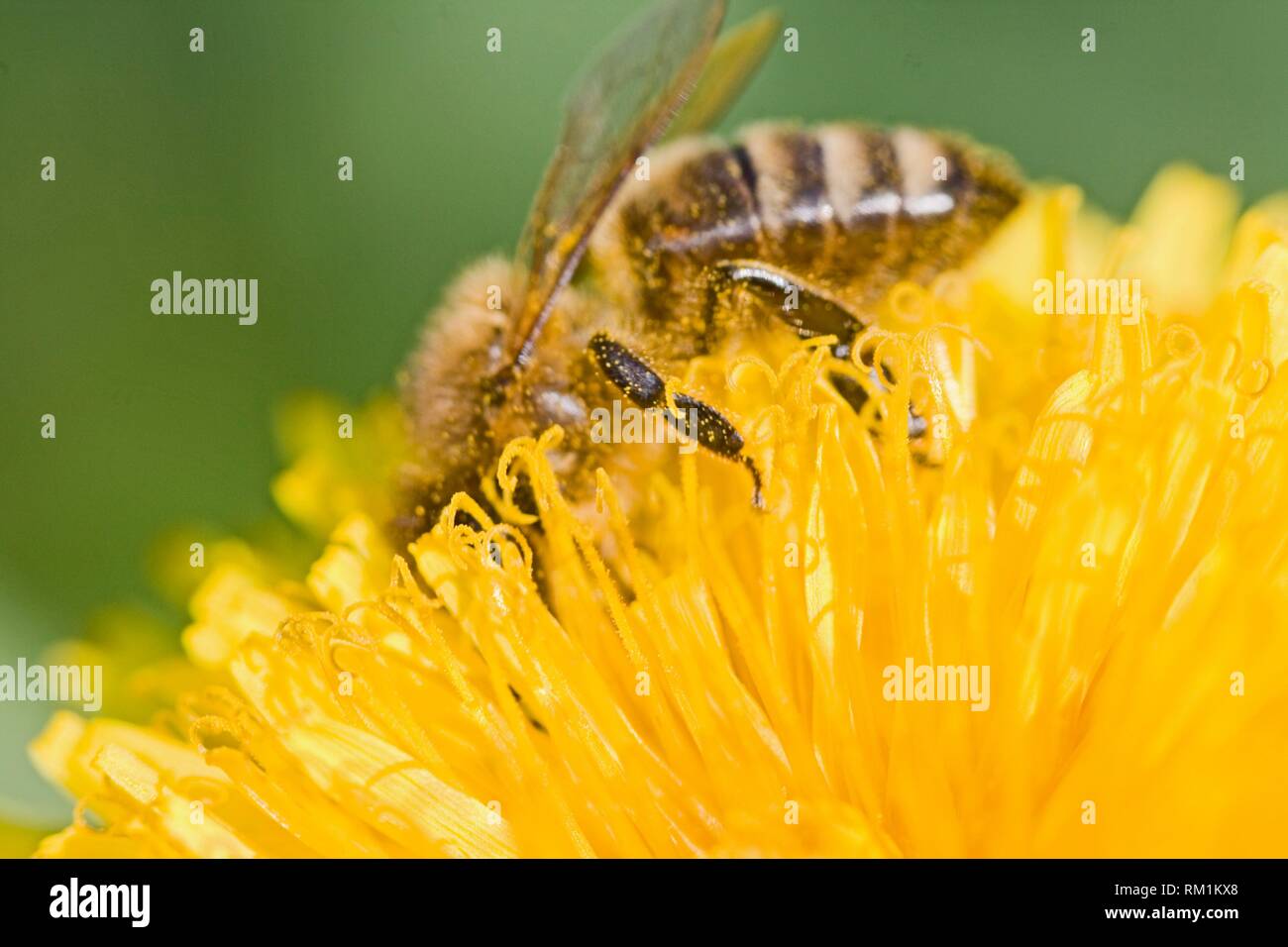 Invertebrate bee honey hi-res stock photography and images - Alamy