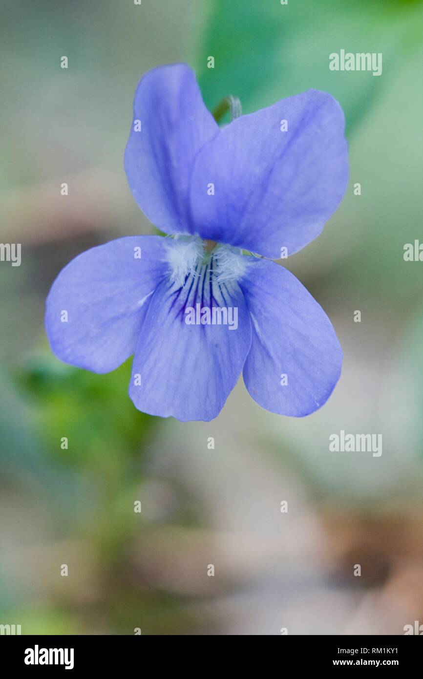 Viola viola sp hi-res stock photography and images - Alamy