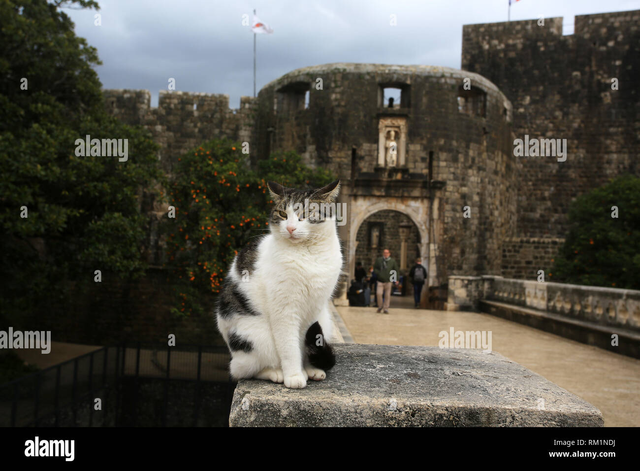 castle with the cat Stock Photo - Alamy