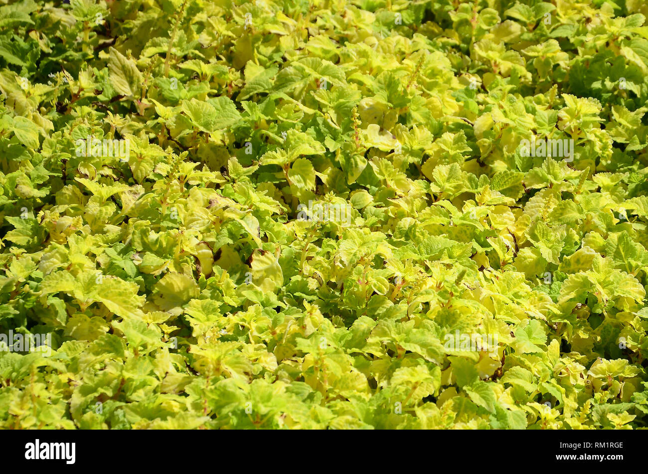 Close up colorful yellow coleus plant in a garden. Top view in sunny ...