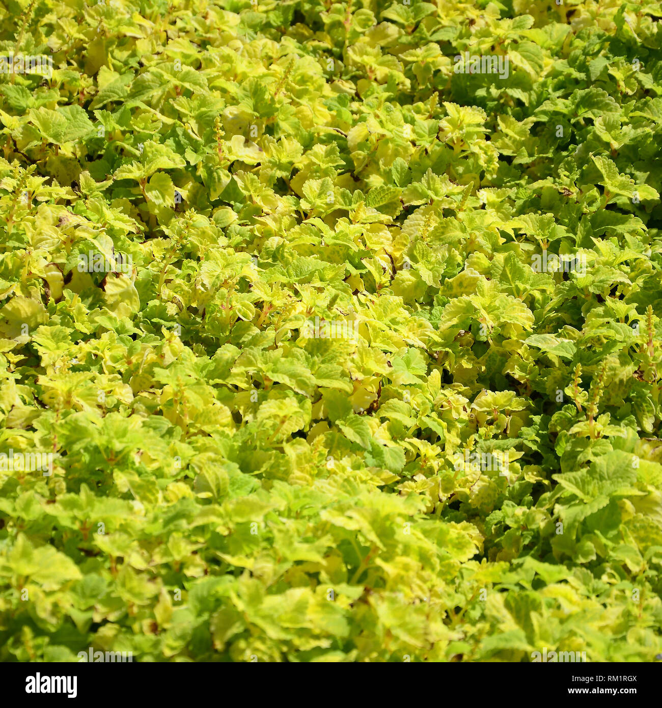 Close up colorful yellow coleus plant in a garden. Top view in sunny ...