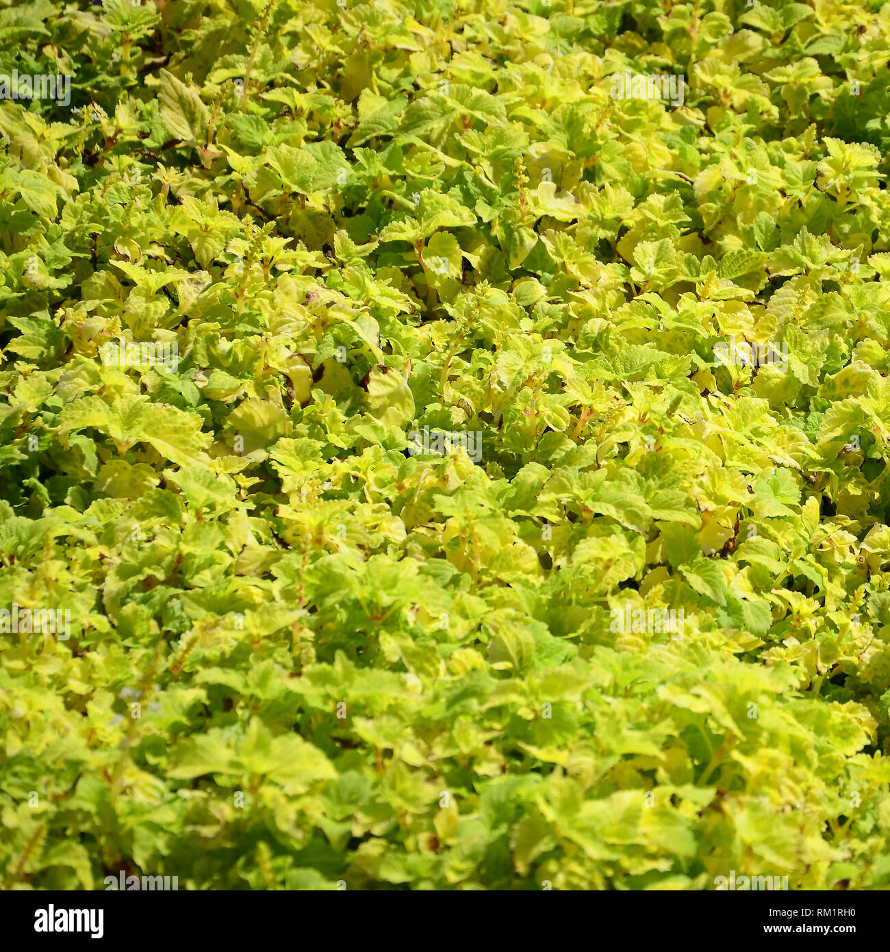 Close up colorful yellow coleus plant in a garden. Top view in sunny ...