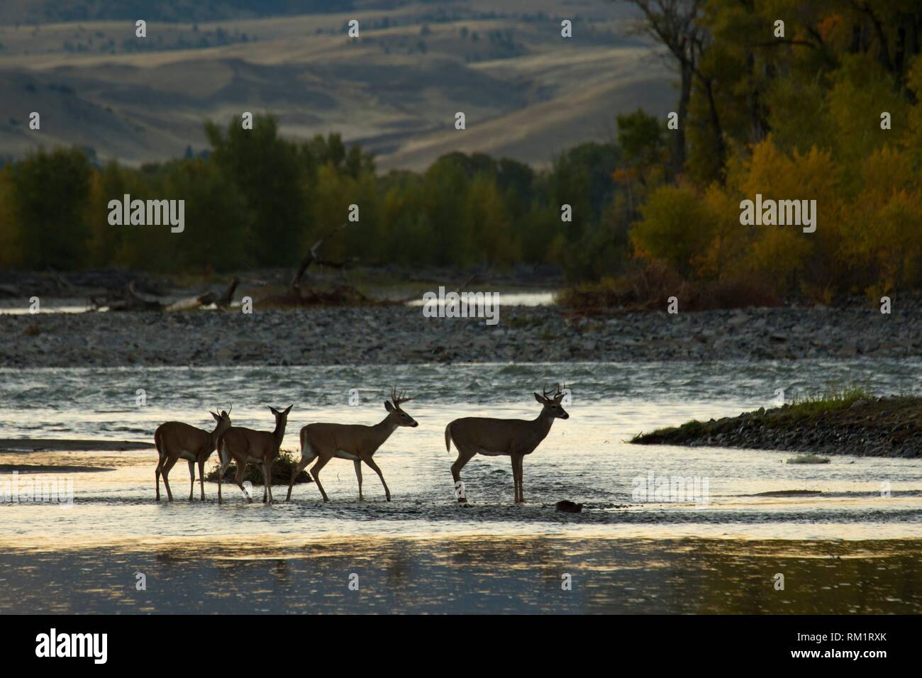 Yellowstone mountain hi-res stock photography and images - Alamy