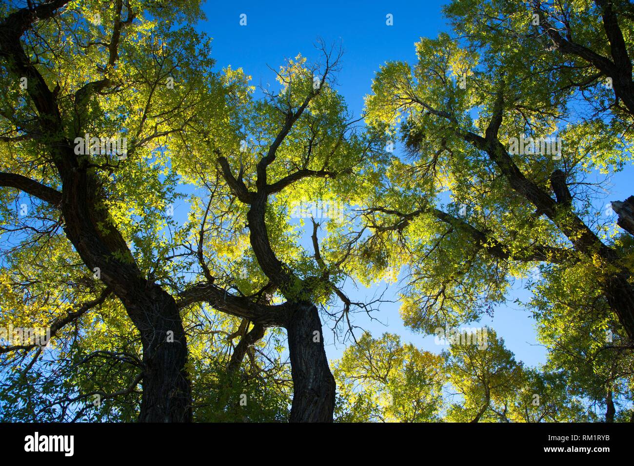 Springdale wood hi-res stock photography and images - Alamy
