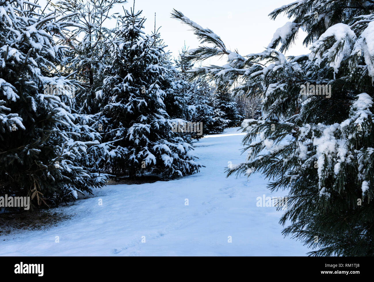 Snowy Pine Trees Stock Photo - Alamy