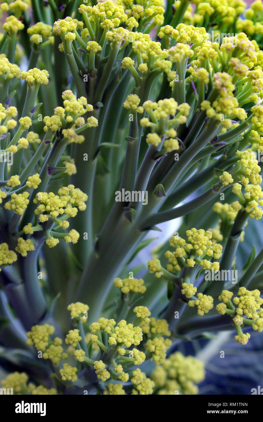 Uncooked broccoli, close-up Stock Photo - Alamy