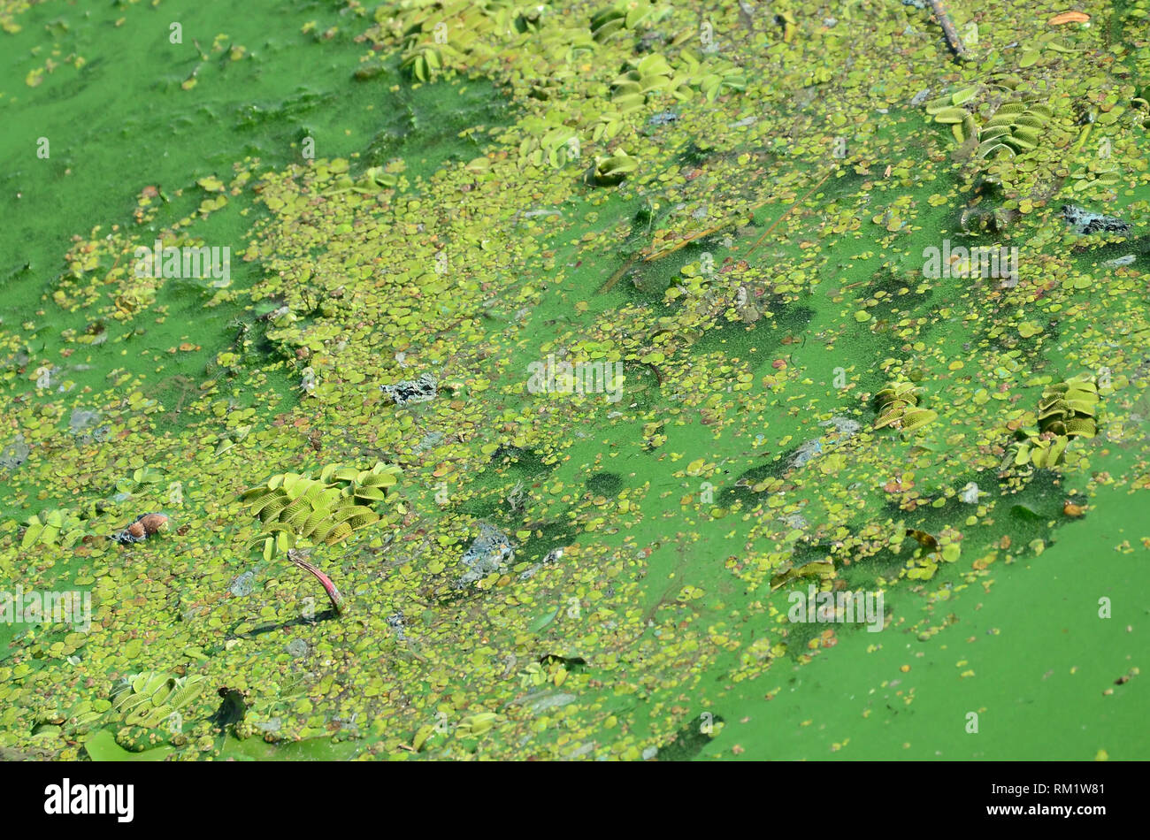 The surface of an old swamp covered with duckweed and lily leaves. Many ...