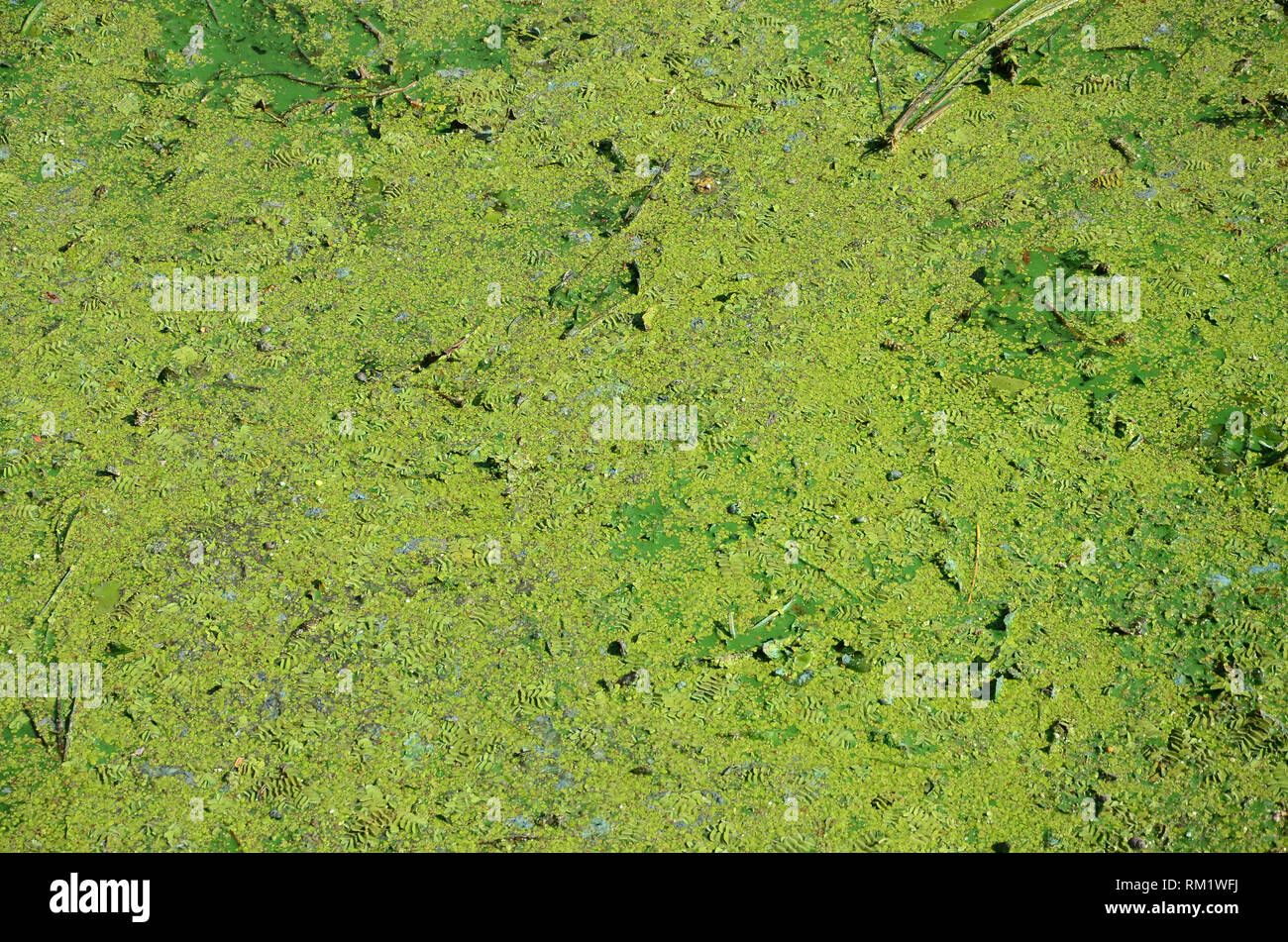 The surface of an old swamp covered with duckweed and lily leaves. Many ...
