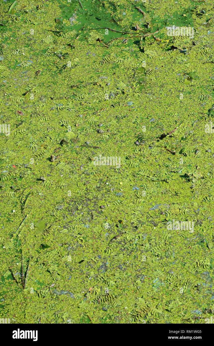 The surface of an old swamp covered with duckweed and lily leaves. Many ...