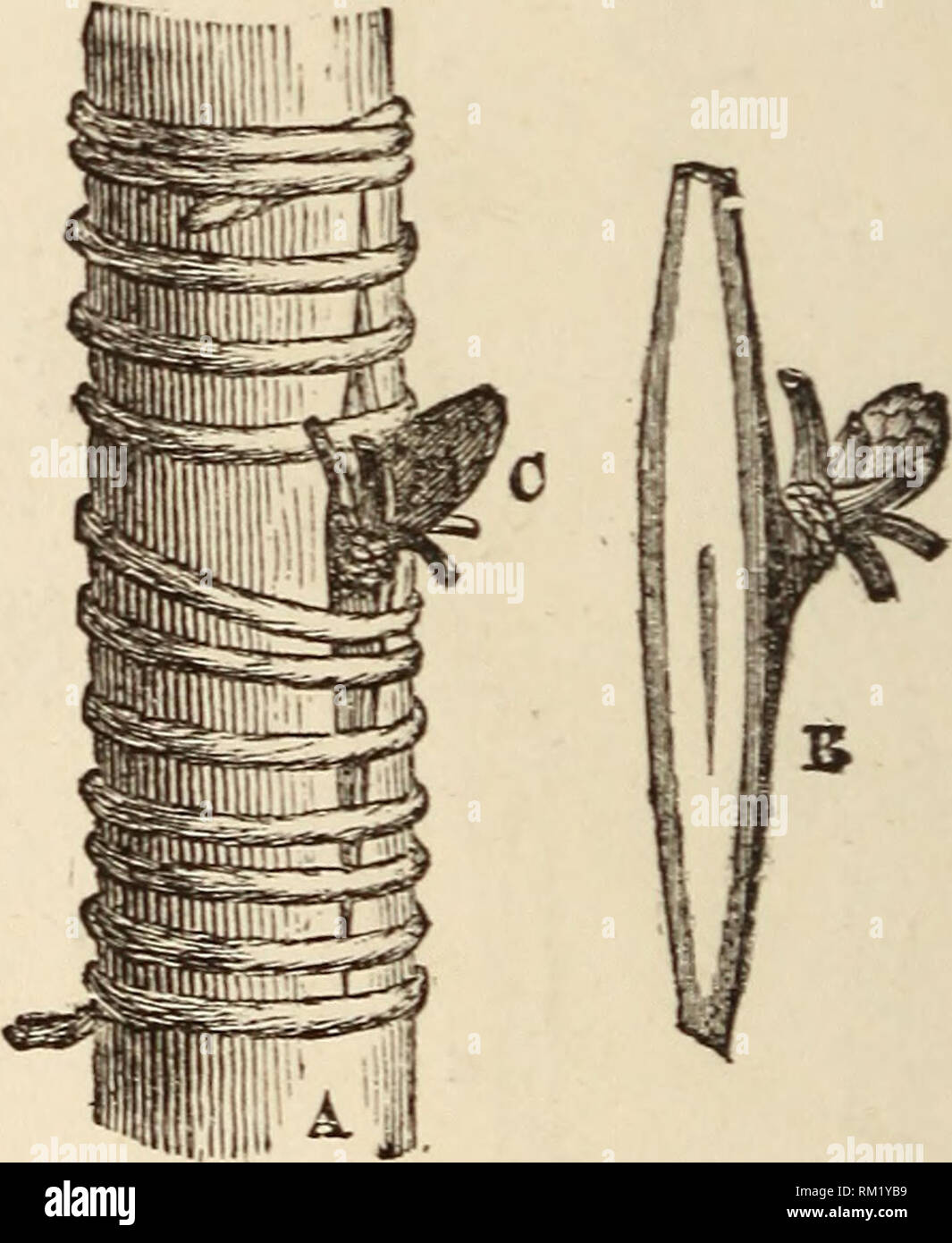 . The art of grafting and budding. Grafting. 130 THE ART OF superfluous ...