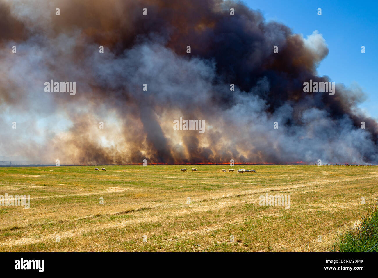 Burnt crops hi-res stock photography and images - Alamy