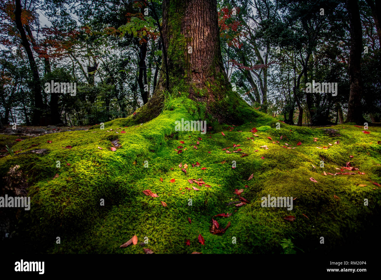 beautiful nature of big tree in good environmental forest Stock Photo ...
