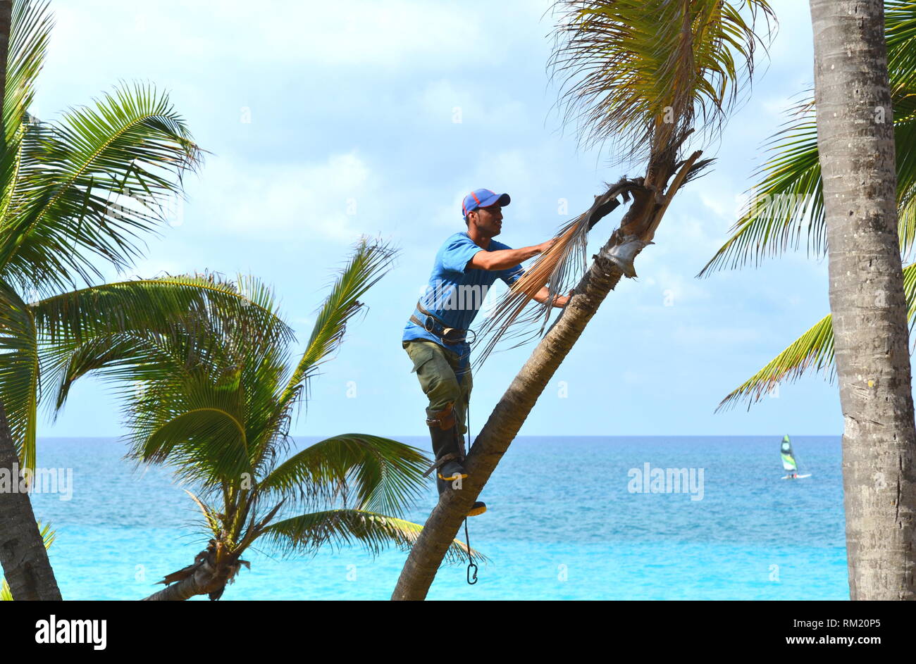 Man climbing coconut tree in hi-res stock photography and images - Alamy