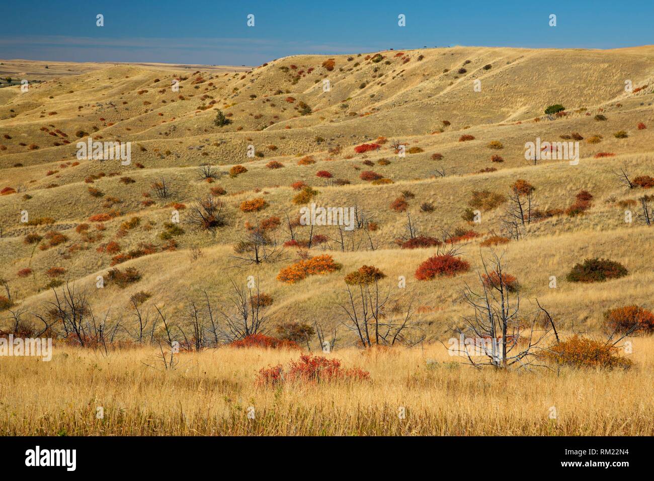 Prairie grassland hi-res stock photography and images - Alamy