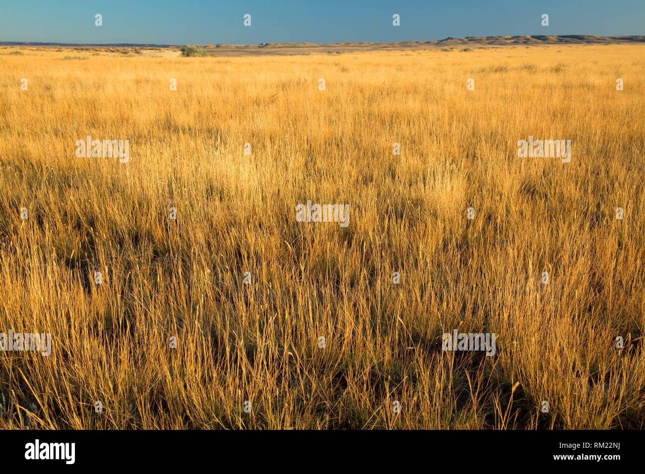Prairie grassland hi-res stock photography and images - Alamy