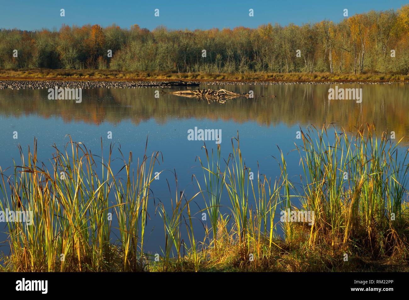 Cabell marsh hi-res stock photography and images - Alamy
