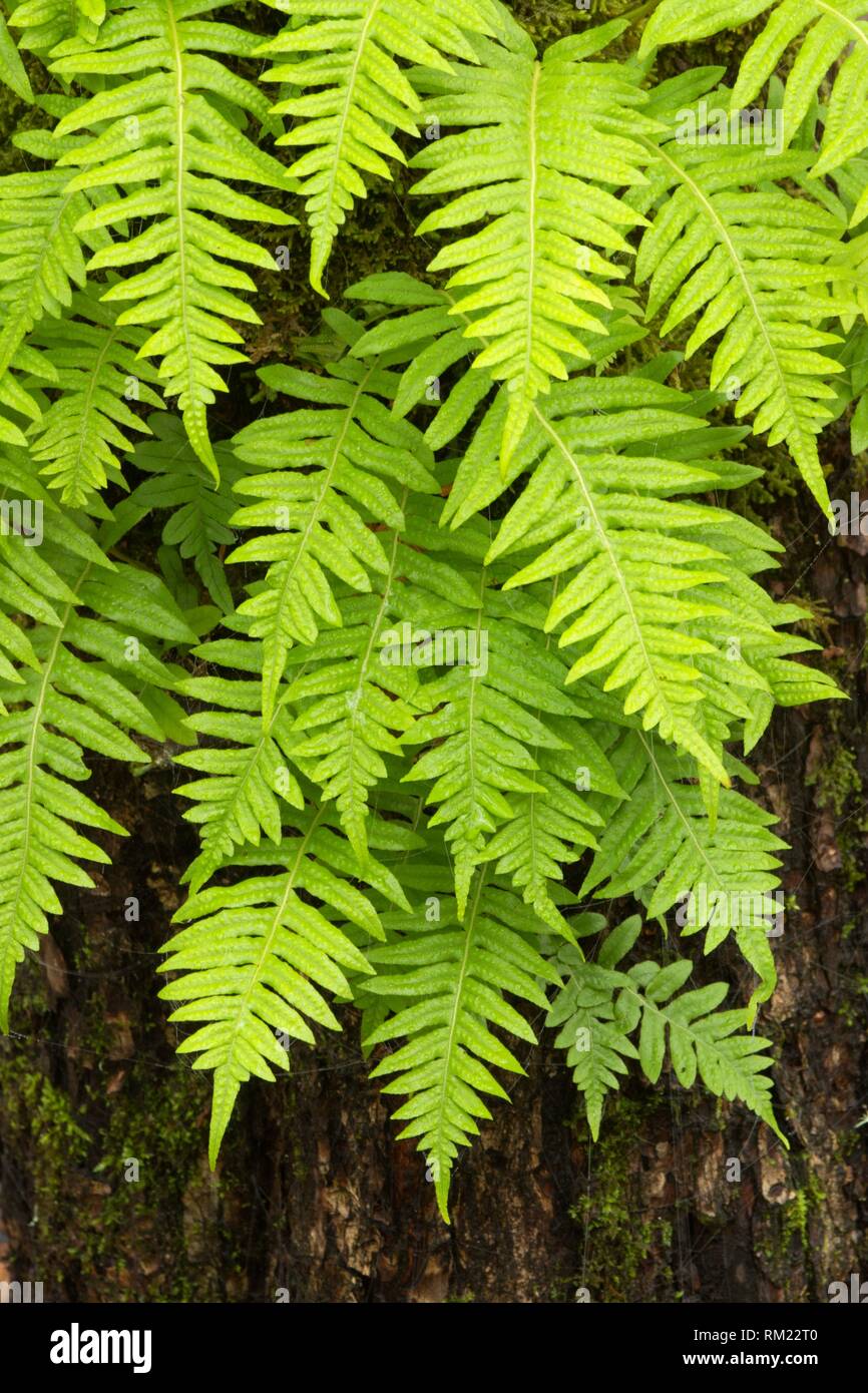 Polypodium Fern Stock Photos & Polypodium Fern Stock Images - Alamy