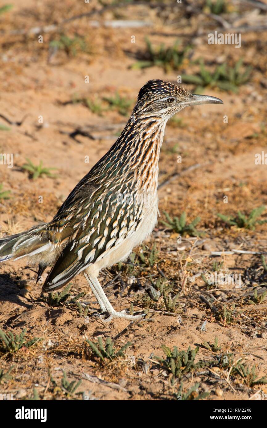 Greater roadrunner mexico hi-res stock photography and images - Alamy
