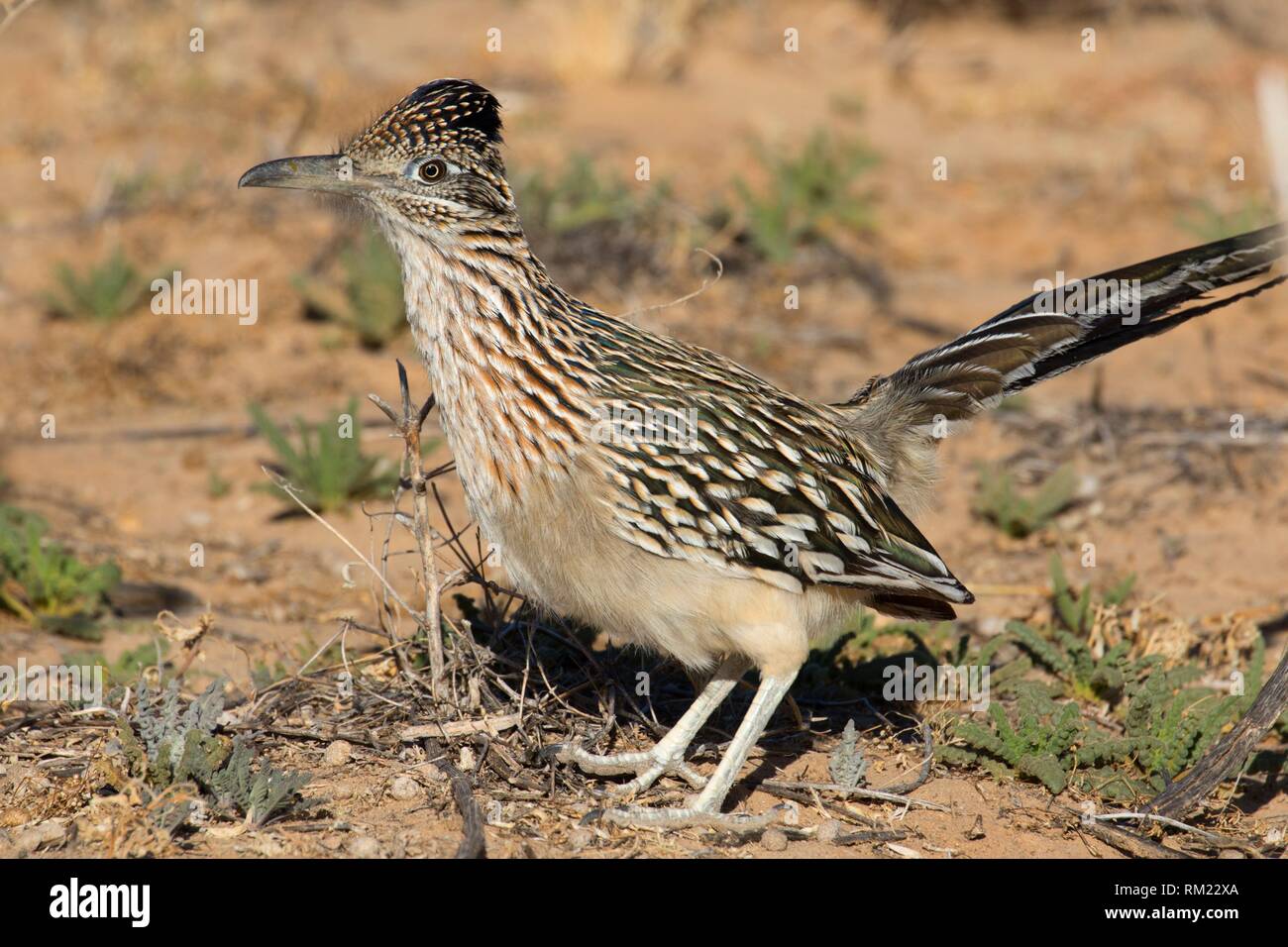 Greater roadrunner mexico hi-res stock photography and images - Alamy