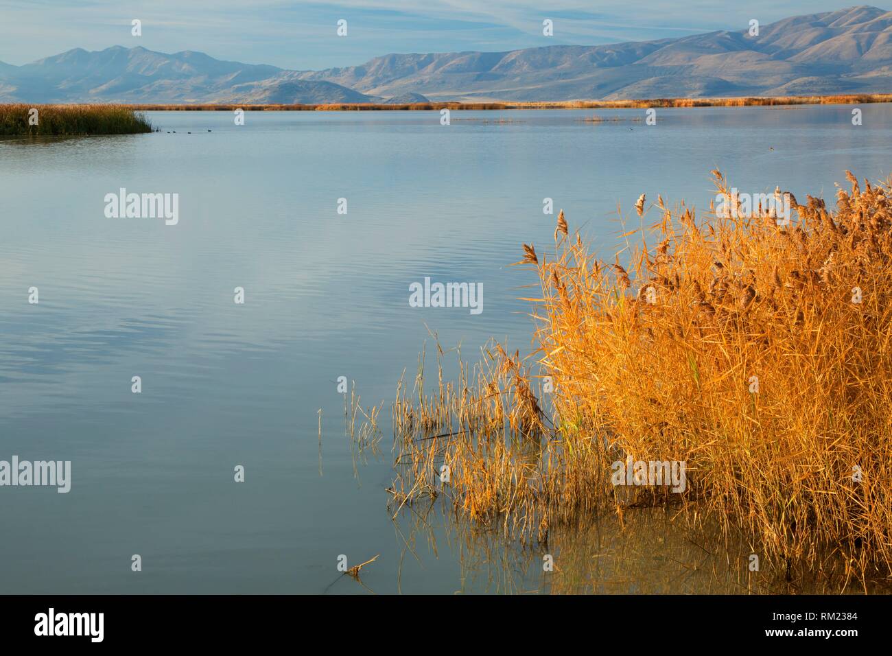 Great Salt Pond High Resolution Stock Photography and Images - Alamy
