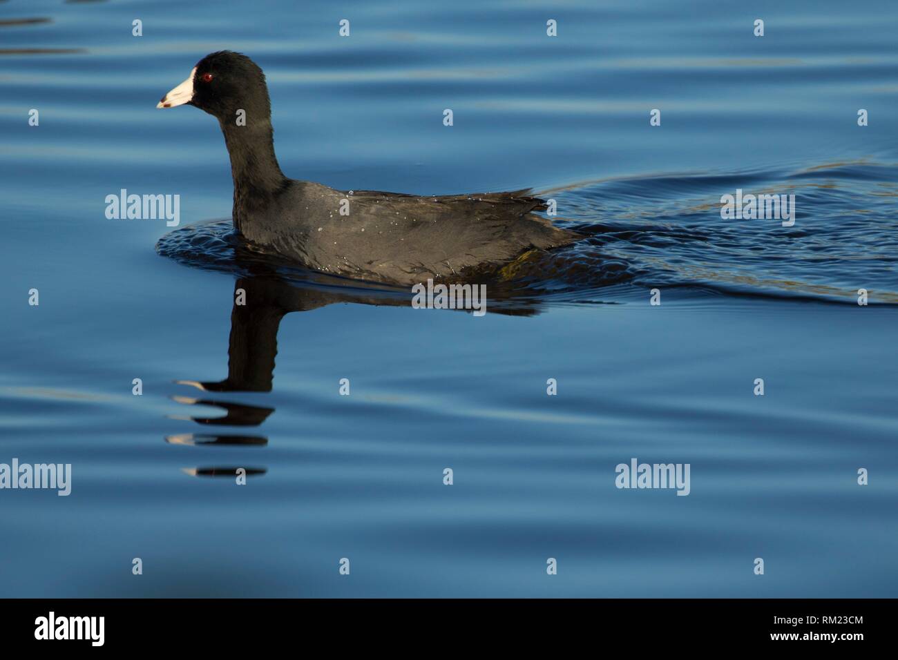 American Coot Duck High Resolution Stock Photography and Images - Alamy