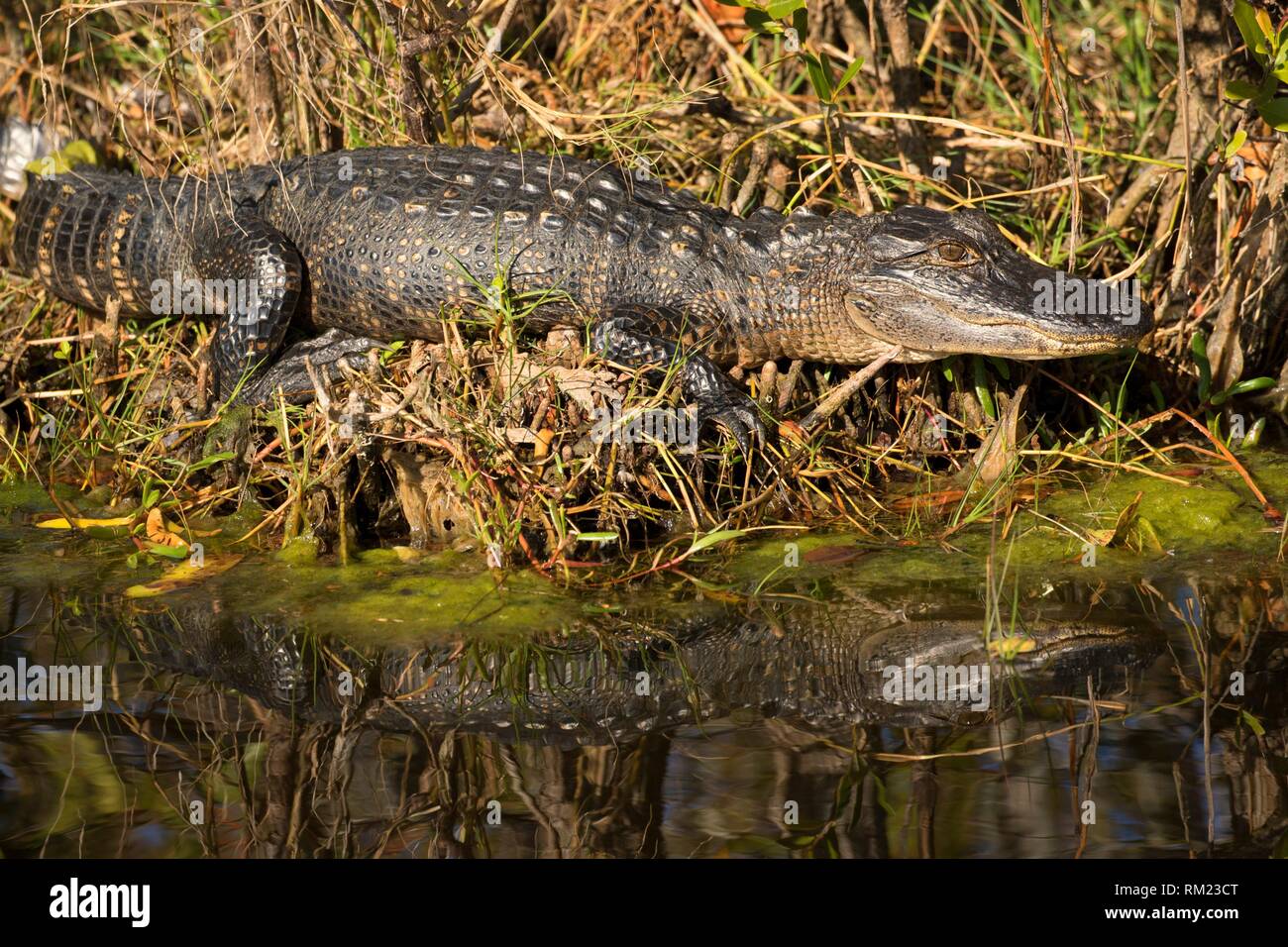 Florida alligator bird hi-res stock photography and images - Alamy