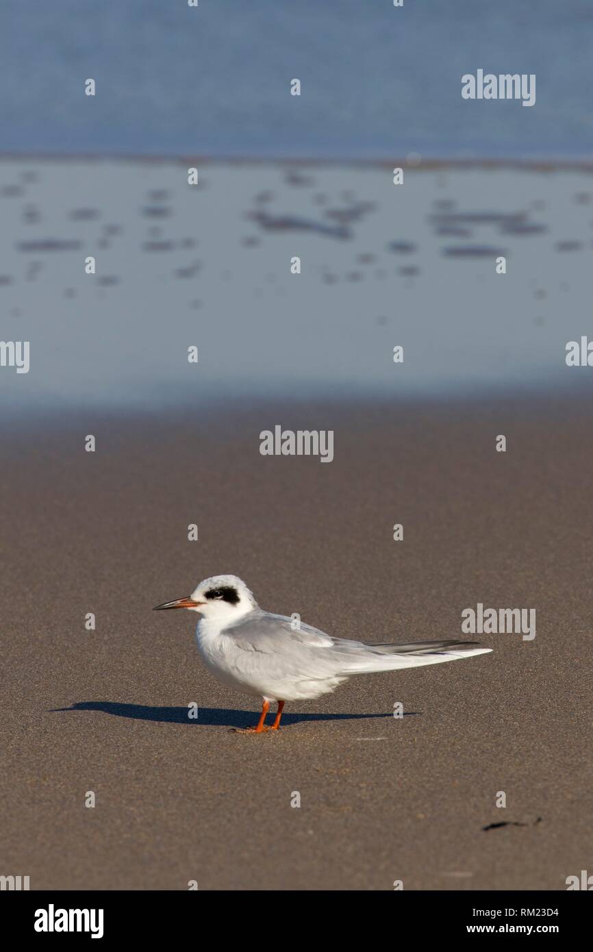 Tern florida usa bird hi-res stock photography and images - Alamy