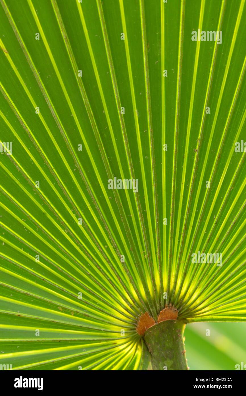 Palmetto hi-res stock photography and images - Alamy