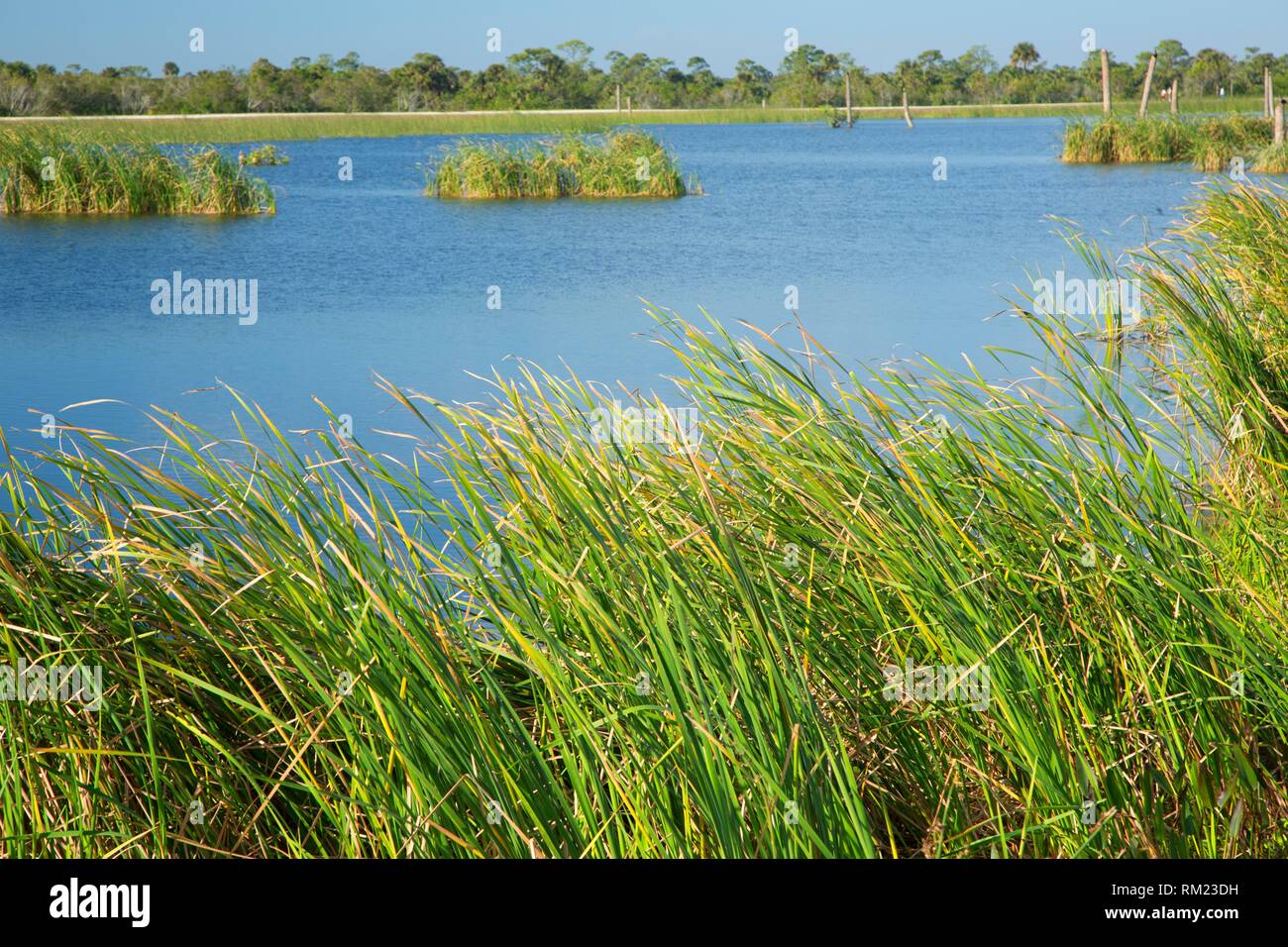 Florida cattails hi-res stock photography and images - Alamy