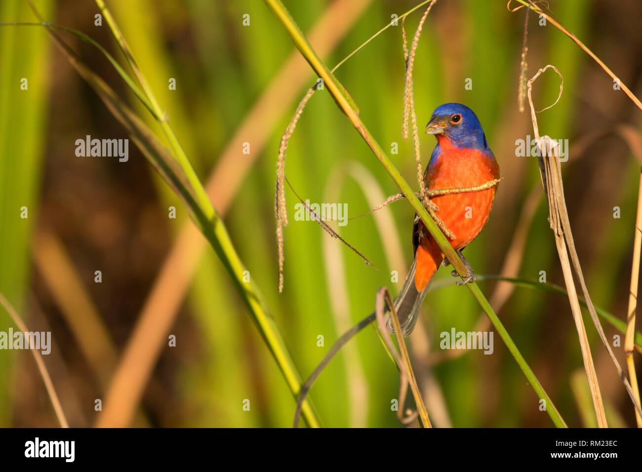 Ciris hi-res stock photography and images - Alamy