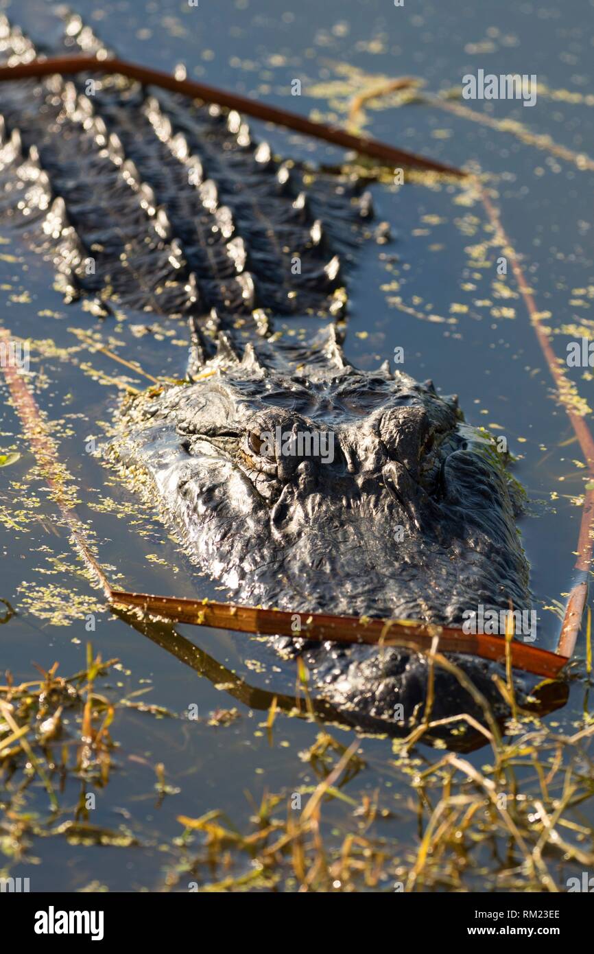 Florida alligator bird hi-res stock photography and images - Alamy