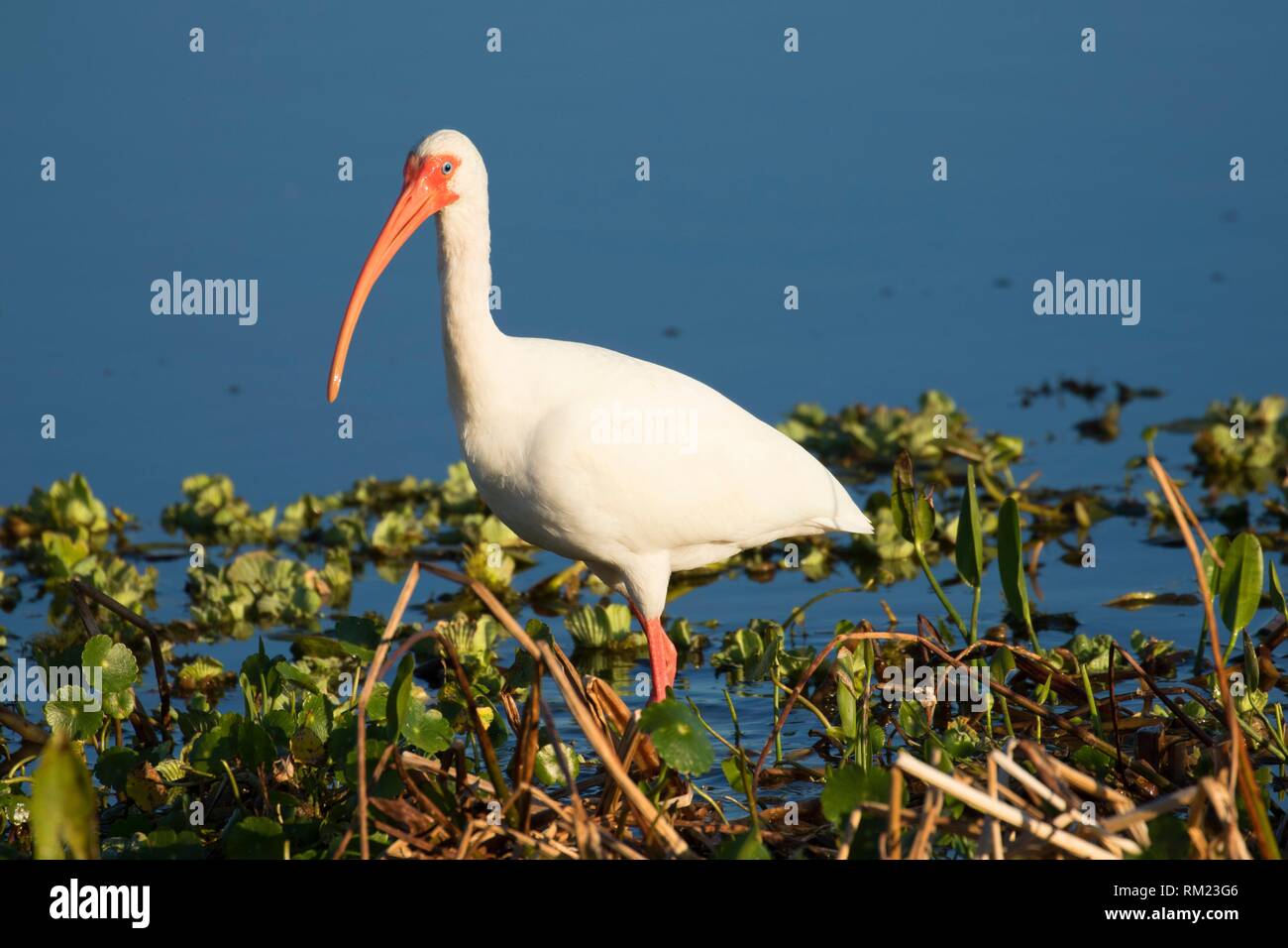 Florida ibis hi-res stock photography and images - Alamy