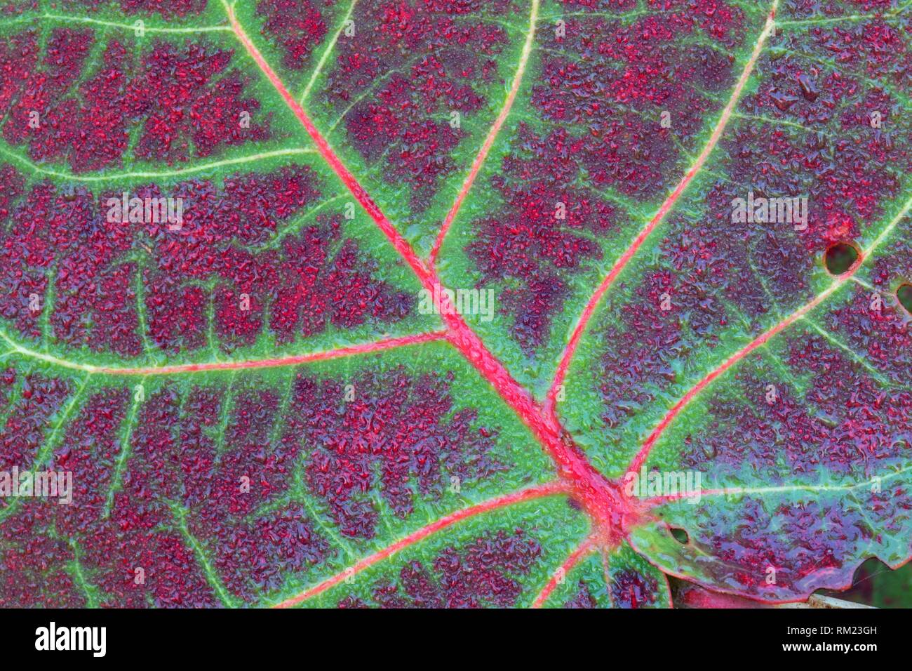 Sea grape coccoloba uvifera hi-res stock photography and images - Alamy