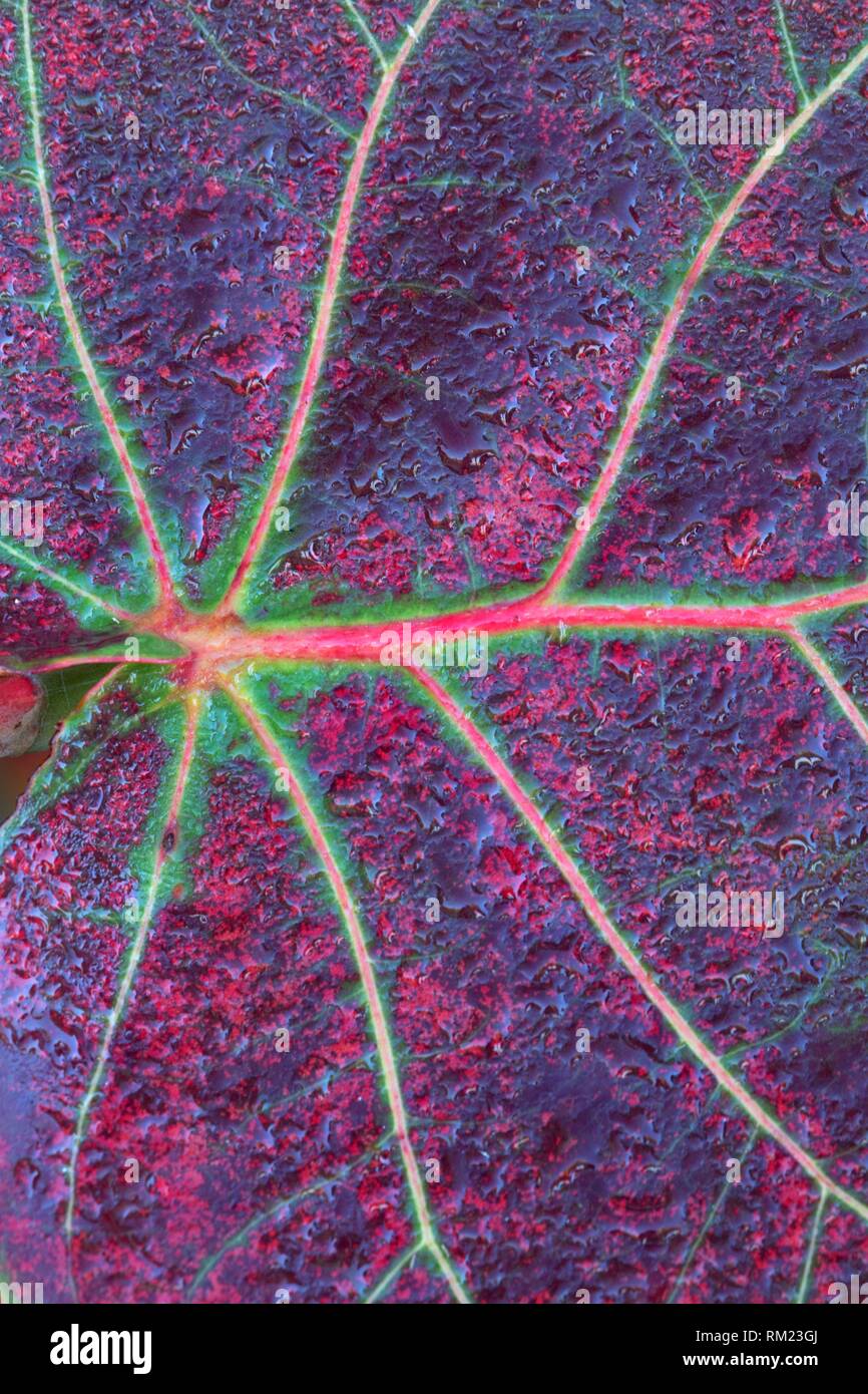 Sea grape coccoloba uvifera hi-res stock photography and images - Alamy