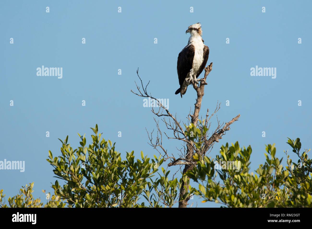 Pierce Island High Resolution Stock Photography and Images - Alamy