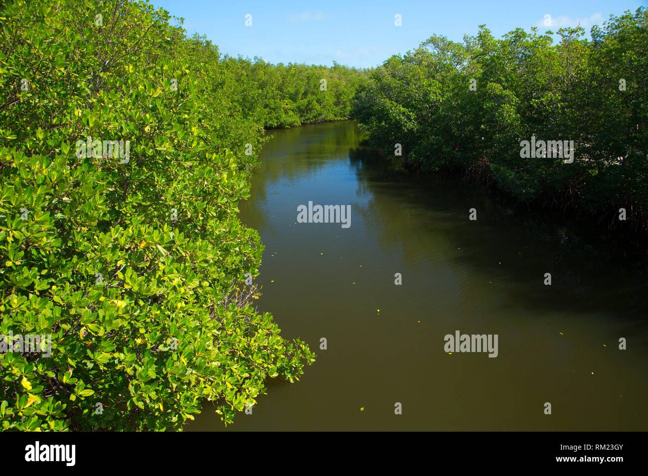Florida mangrove river hi-res stock photography and images - Alamy