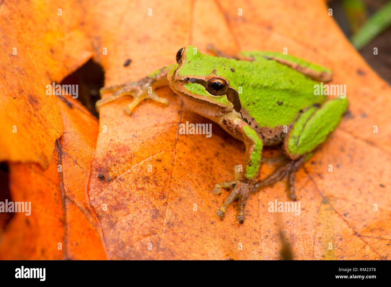 Pacific Chorus Frog High Resolution Stock Photography and Images - Alamy