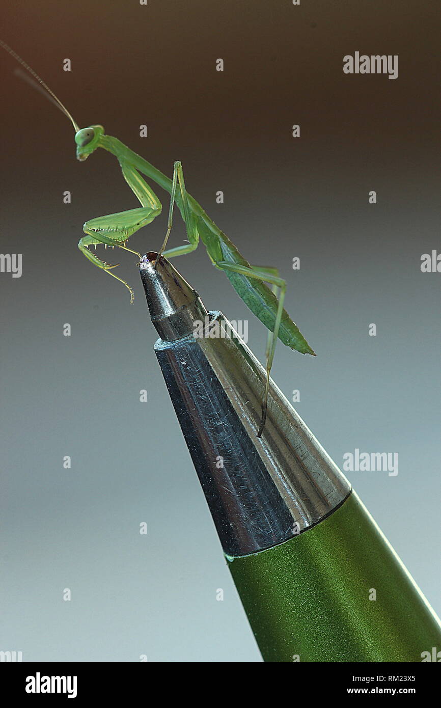 Juvenile preying mantis on ballpoint pen nib Stock Photo - Alamy