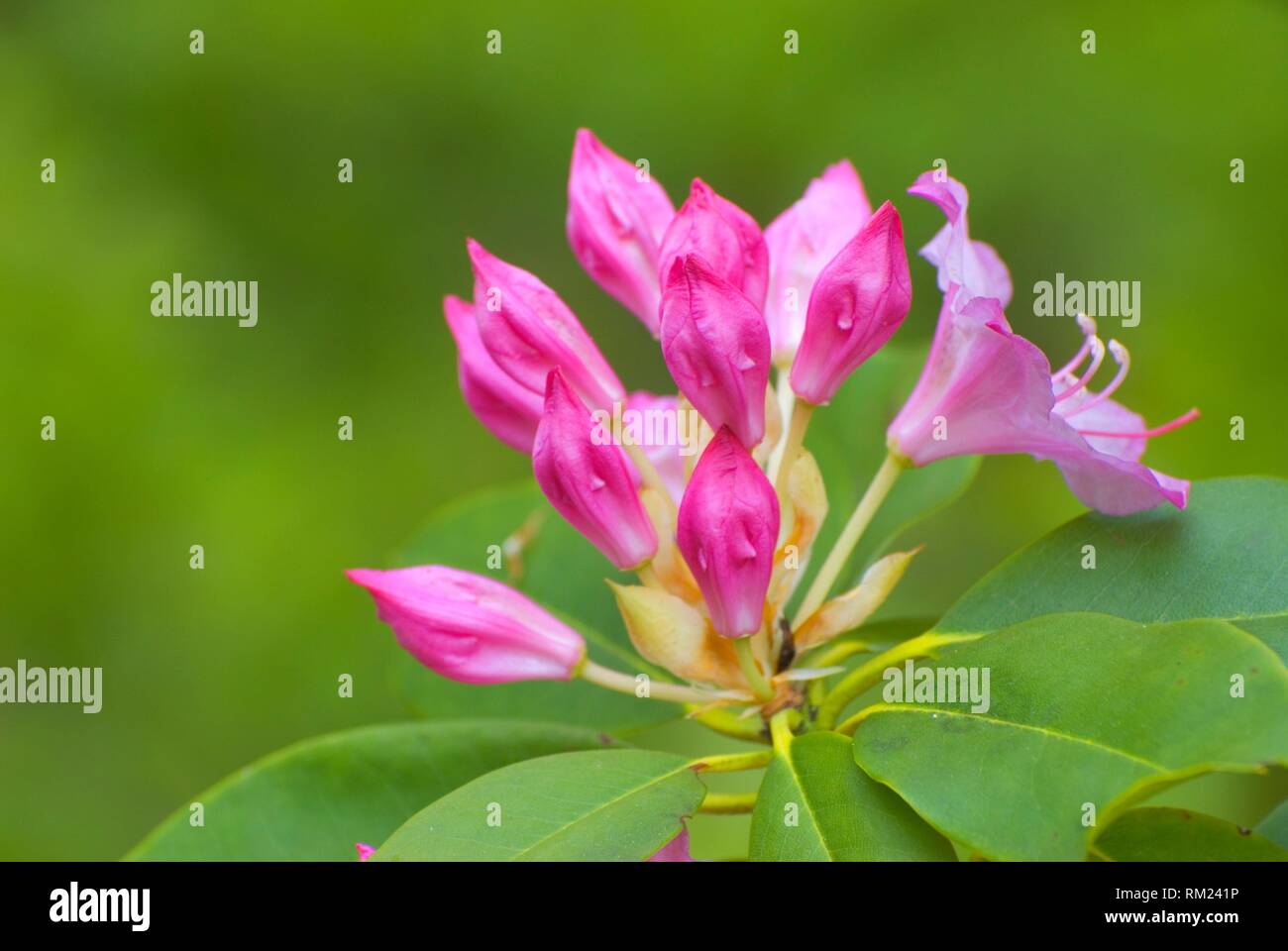 Rhododendron wood hi-res stock photography and images - Alamy