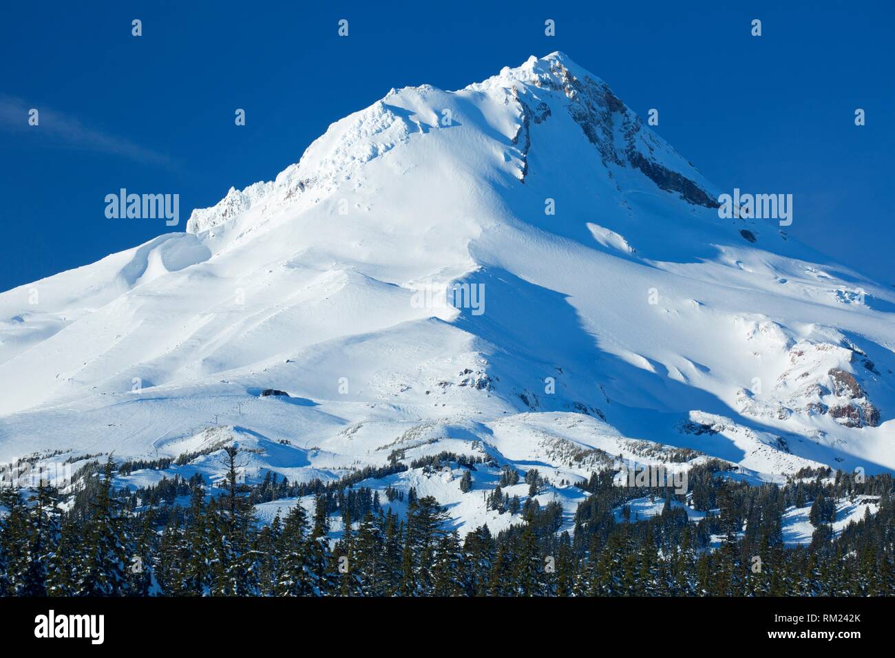 Bennett for hi-res stock photography and images - Alamy