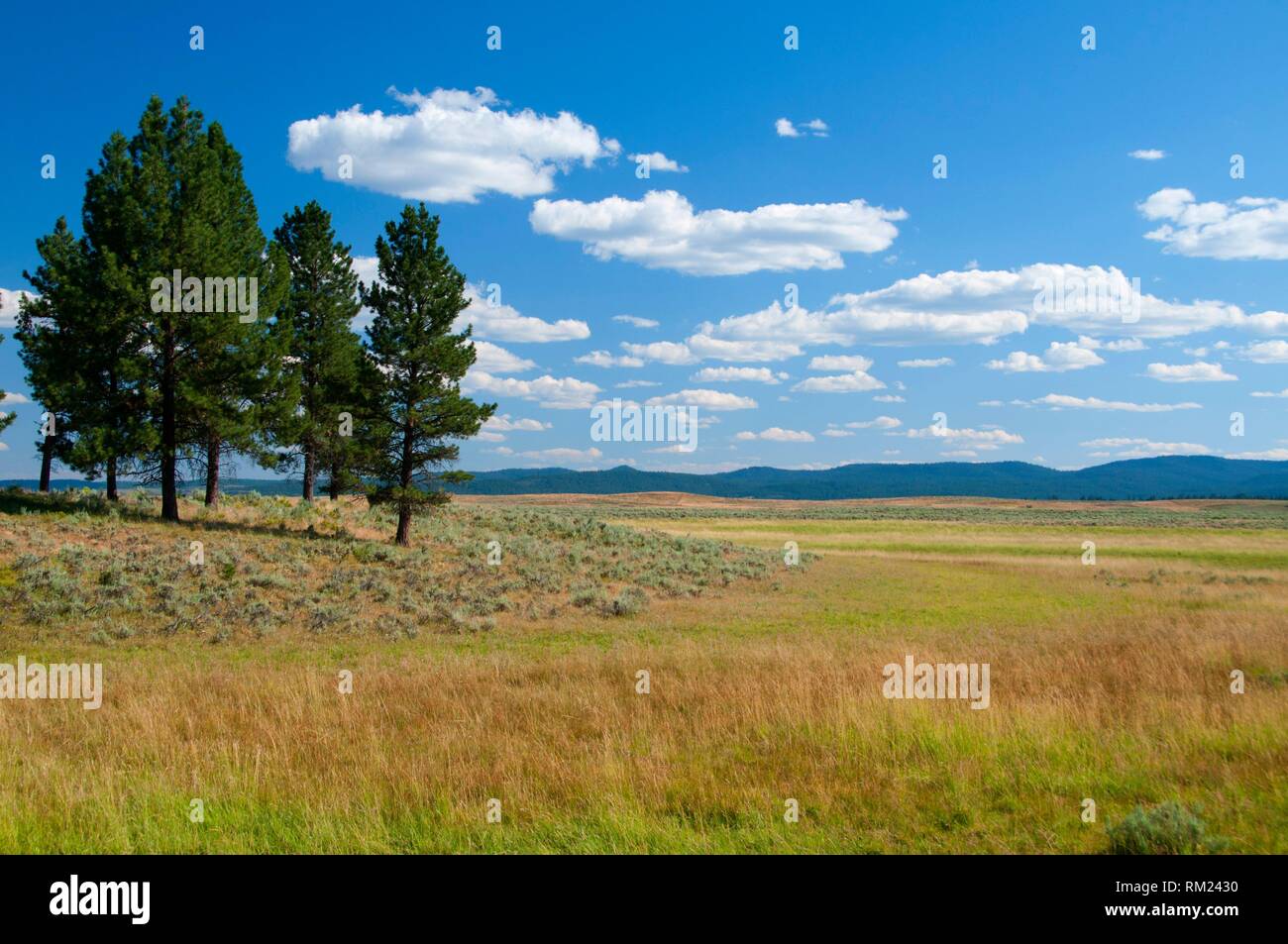 Malheur National Forest High Resolution Stock Photography and Images ...
