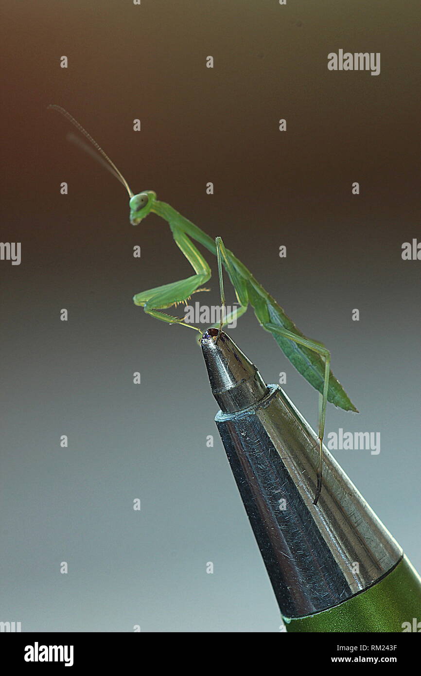 Juvenile preying mantis on ballpoint pen nib Stock Photo - Alamy