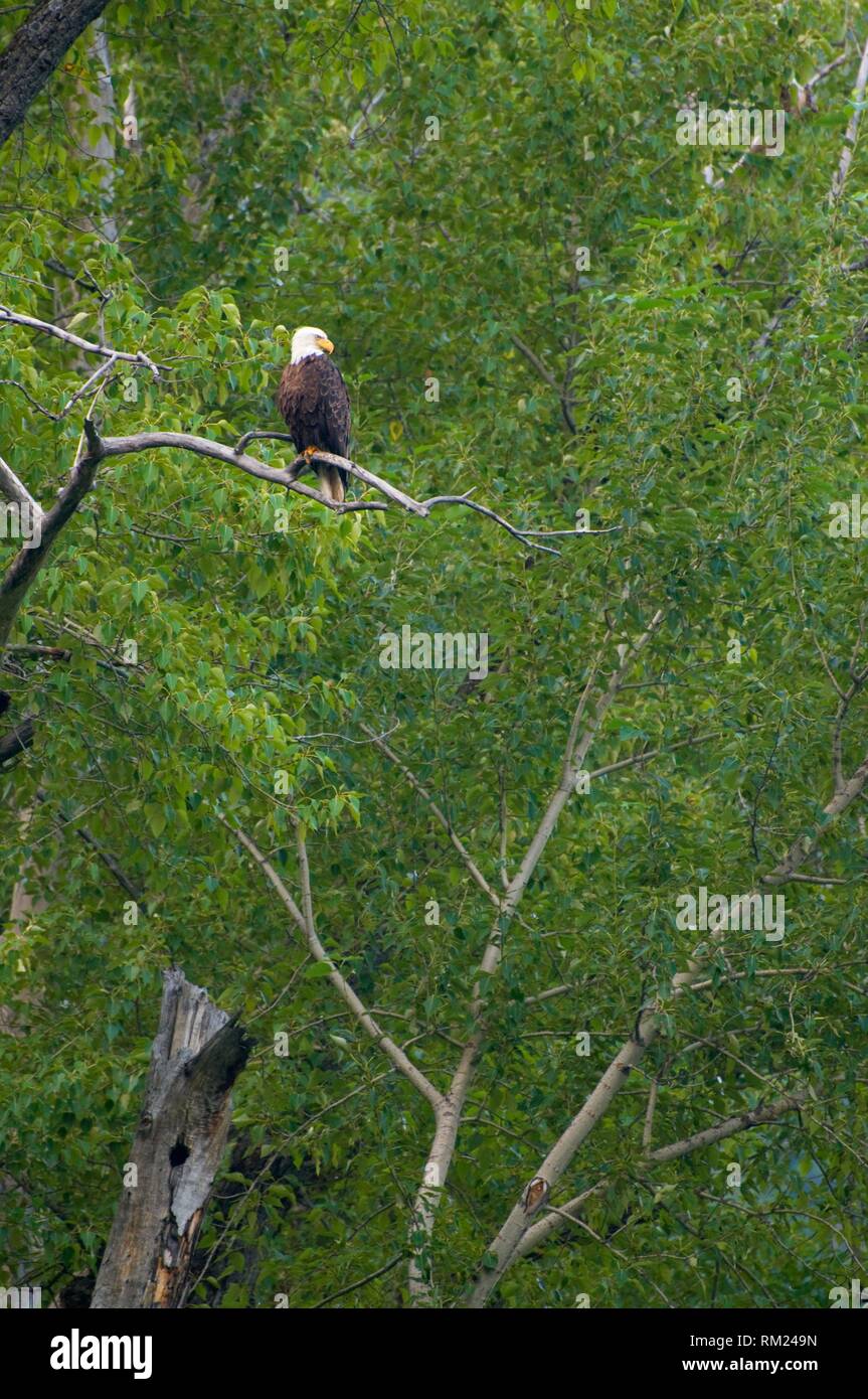 Bald eagle in the forest hi-res stock photography and images - Alamy