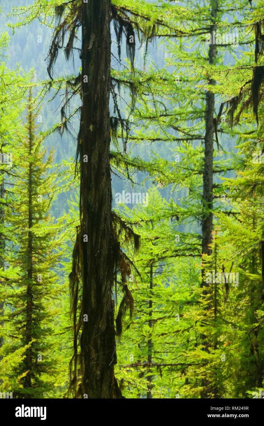 Coeur dalene national forest hi-res stock photography and images - Alamy