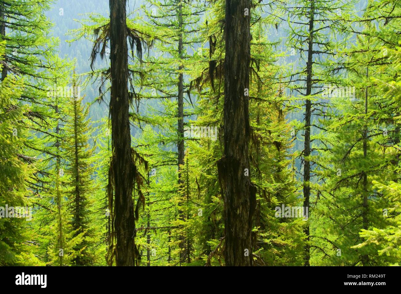 Coeur dalene national forest hi-res stock photography and images - Alamy